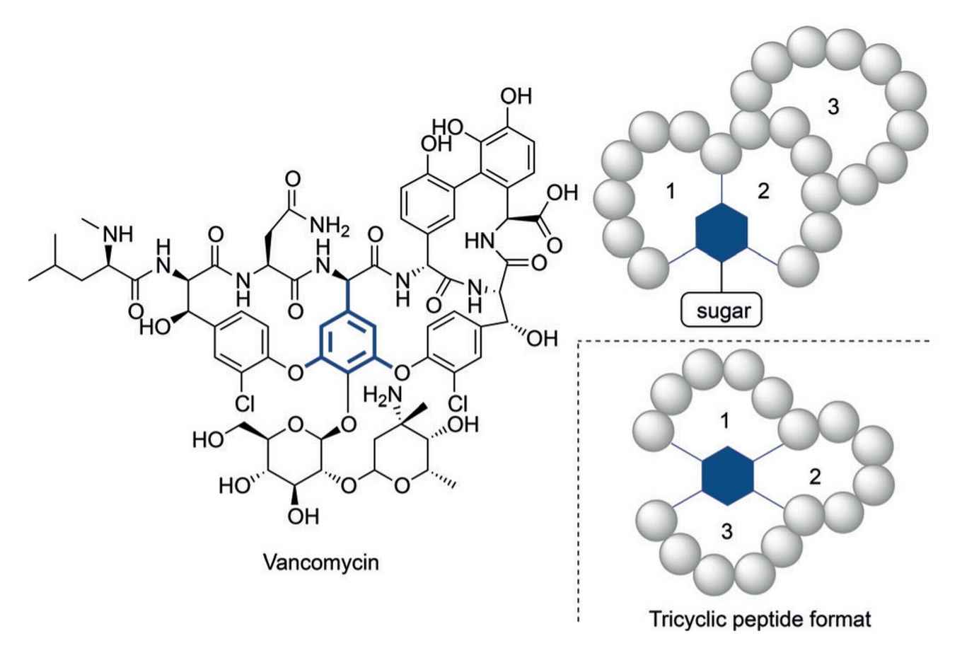 Simple one-pot synthesis of druggable tricyclic peptides - HIMS ...