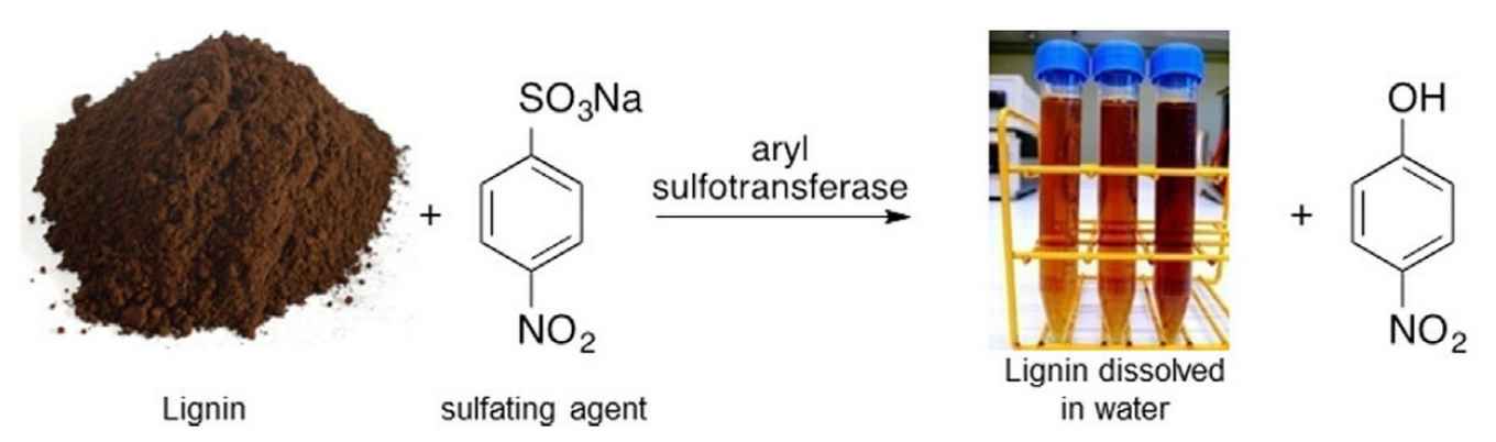 Enzymatic dissolution of lignin in water - HIMS - University of Amsterdam