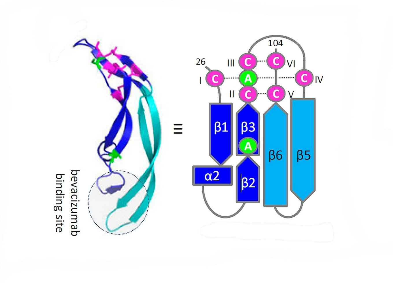 Bevacizumab Structure