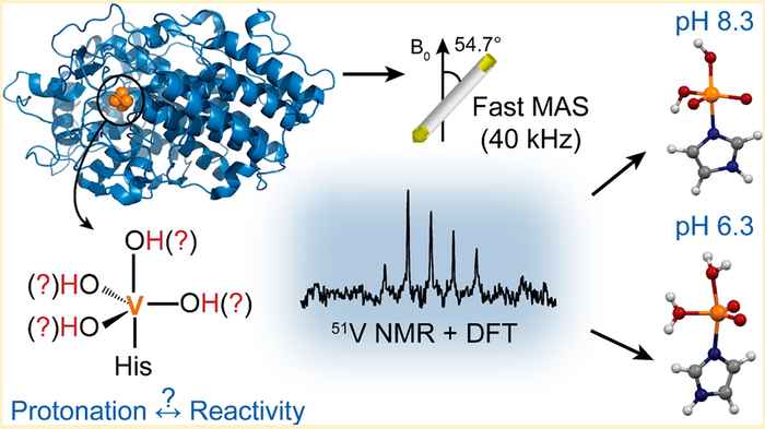 Hart van vanadium haloperoxidase enzymen blootgelegd - HIMS ...