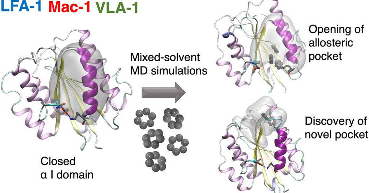 Decrypting integrins by mixed-solvent molecular dynamics simulation ...