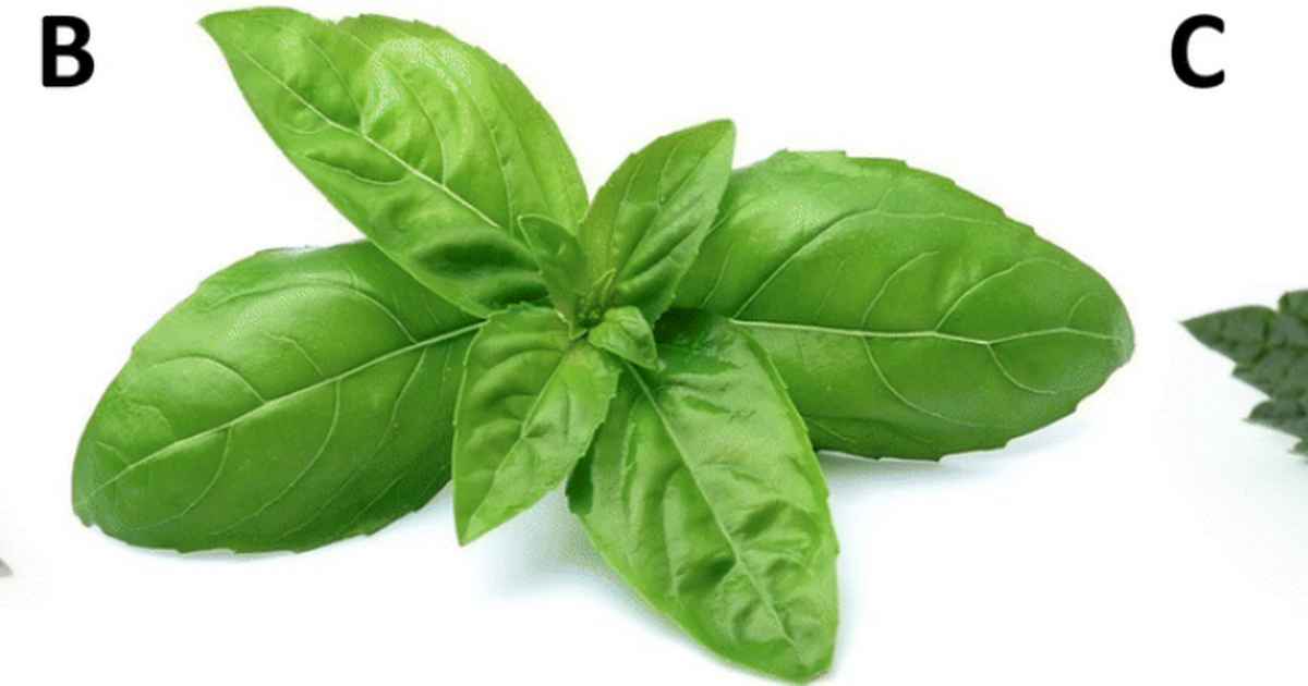 Finding evidence in plants for the use of chemical weapons - HIMS ...