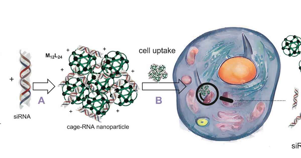 Novel nanocages for delivery of small interfering RNAs - HIMS ...