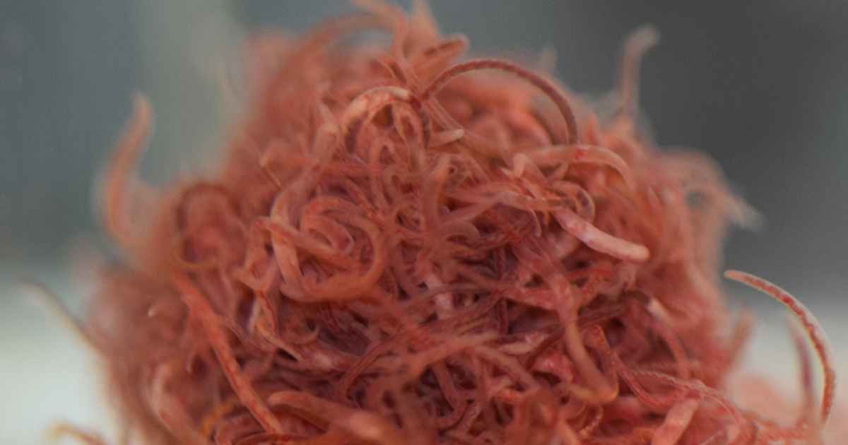 The surprising viscosity of entangled worms - HIMS - University of ...