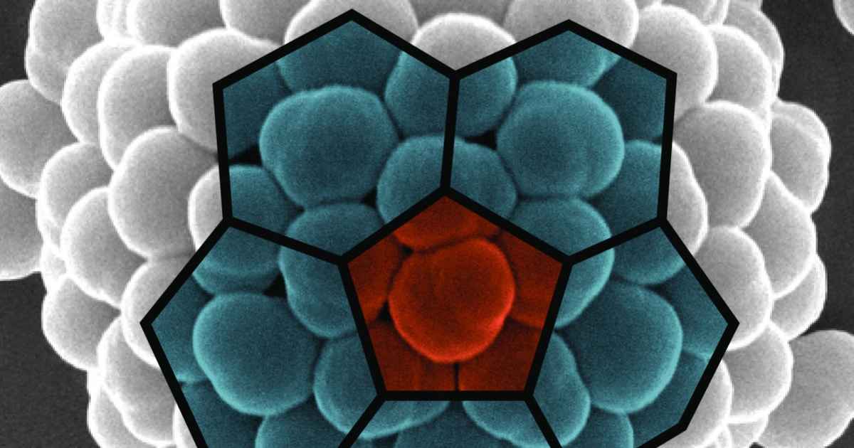 The secrets of virus self-assembly - HIMS - University of Amsterdam