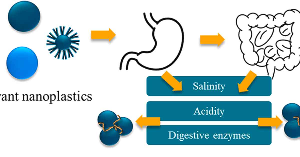 What if you eat nanoplastics? A laboratory exploration of their ...